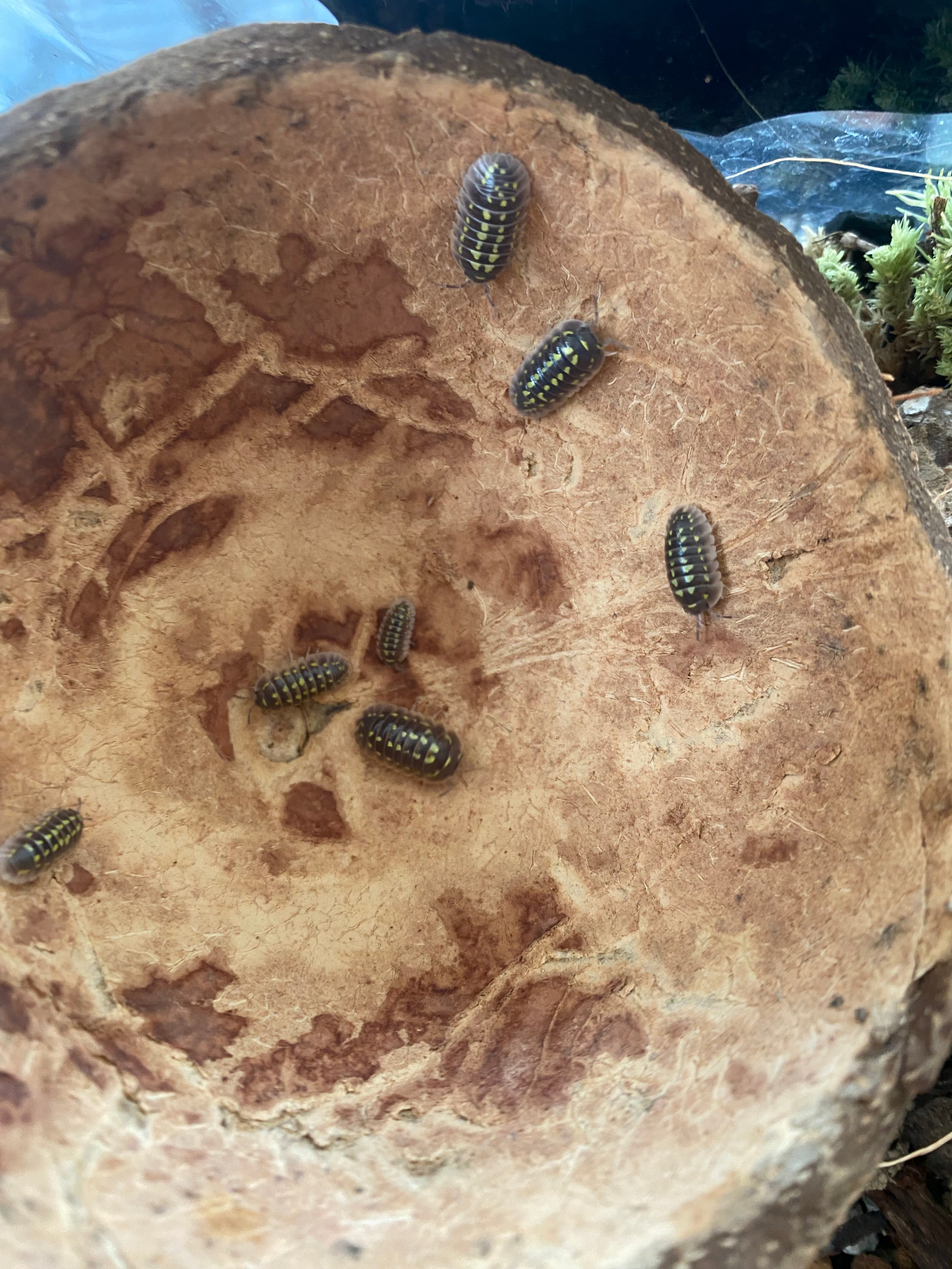 Isopods, Live Plants, & Bioactive Supplies – Ohio Pet Depot