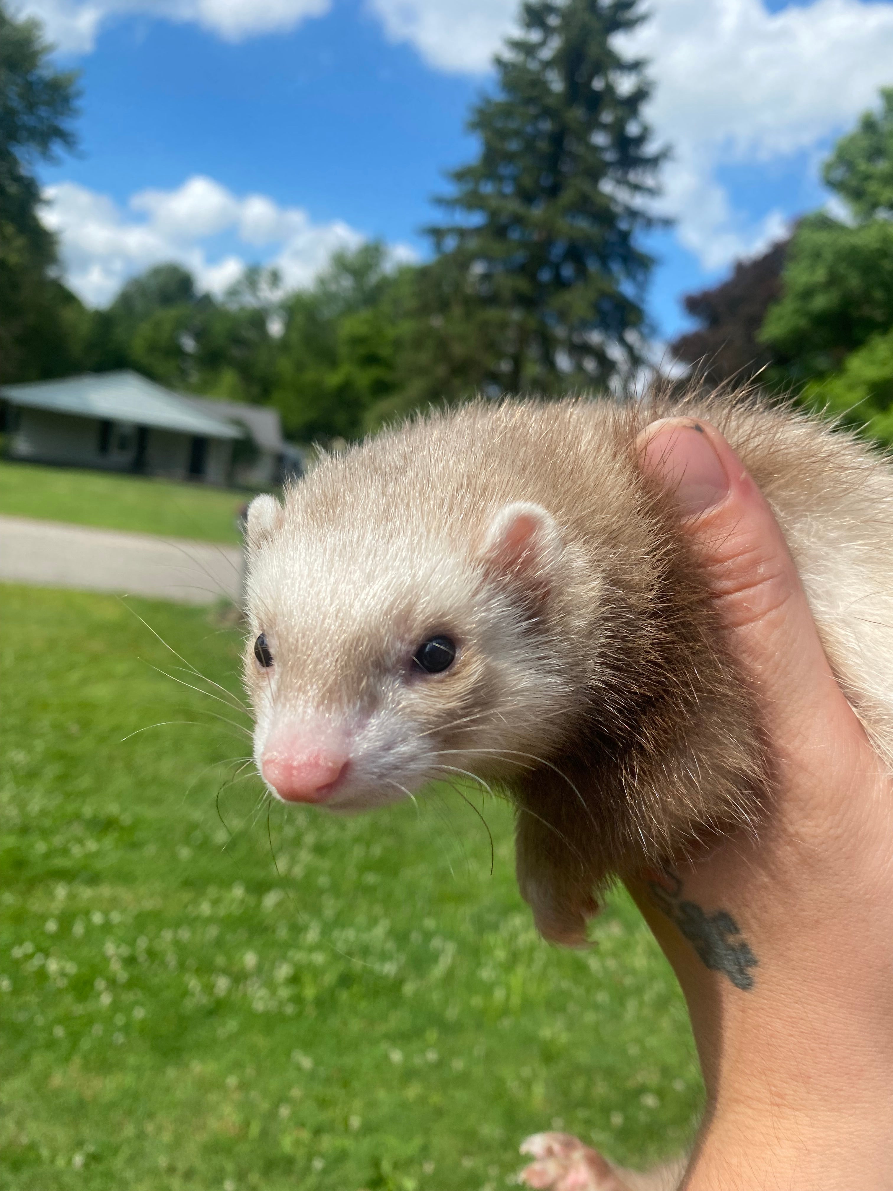 Small Animals – Ohio Pet Depot