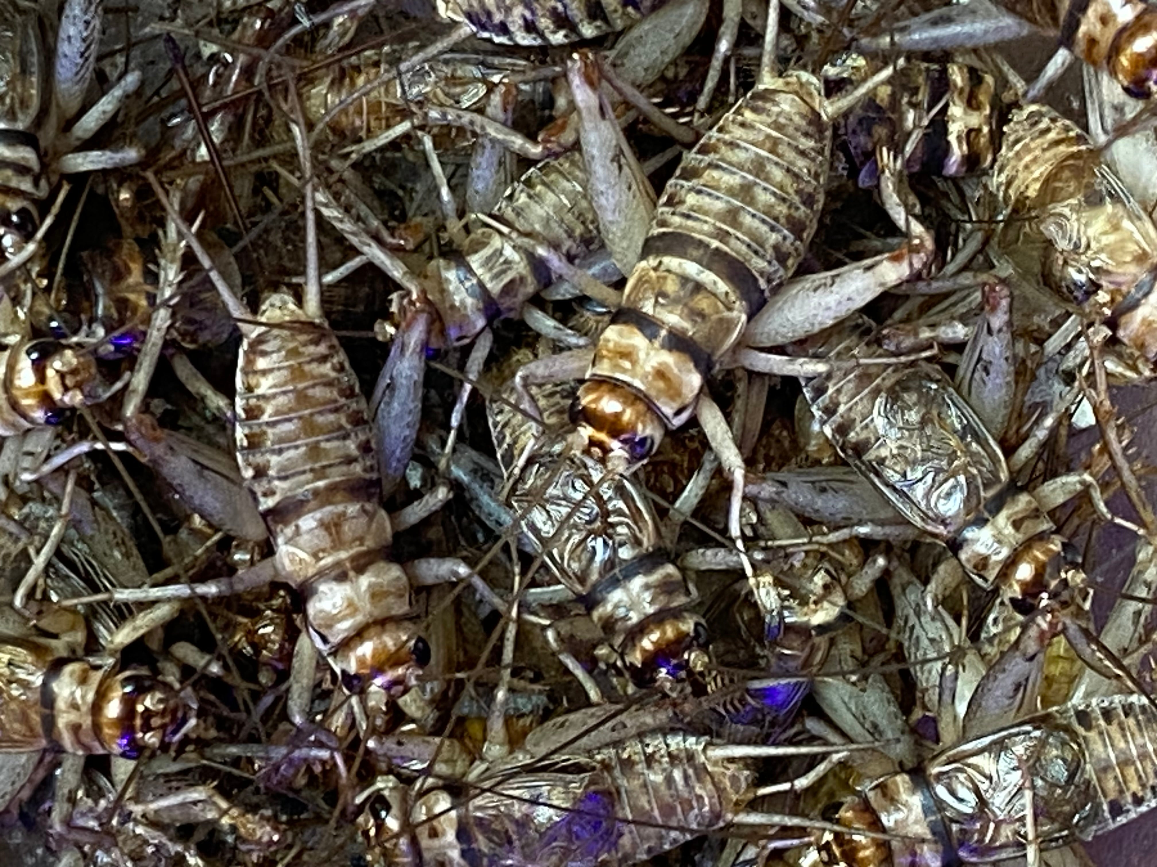 Feeder Insects – Ohio Pet Depot