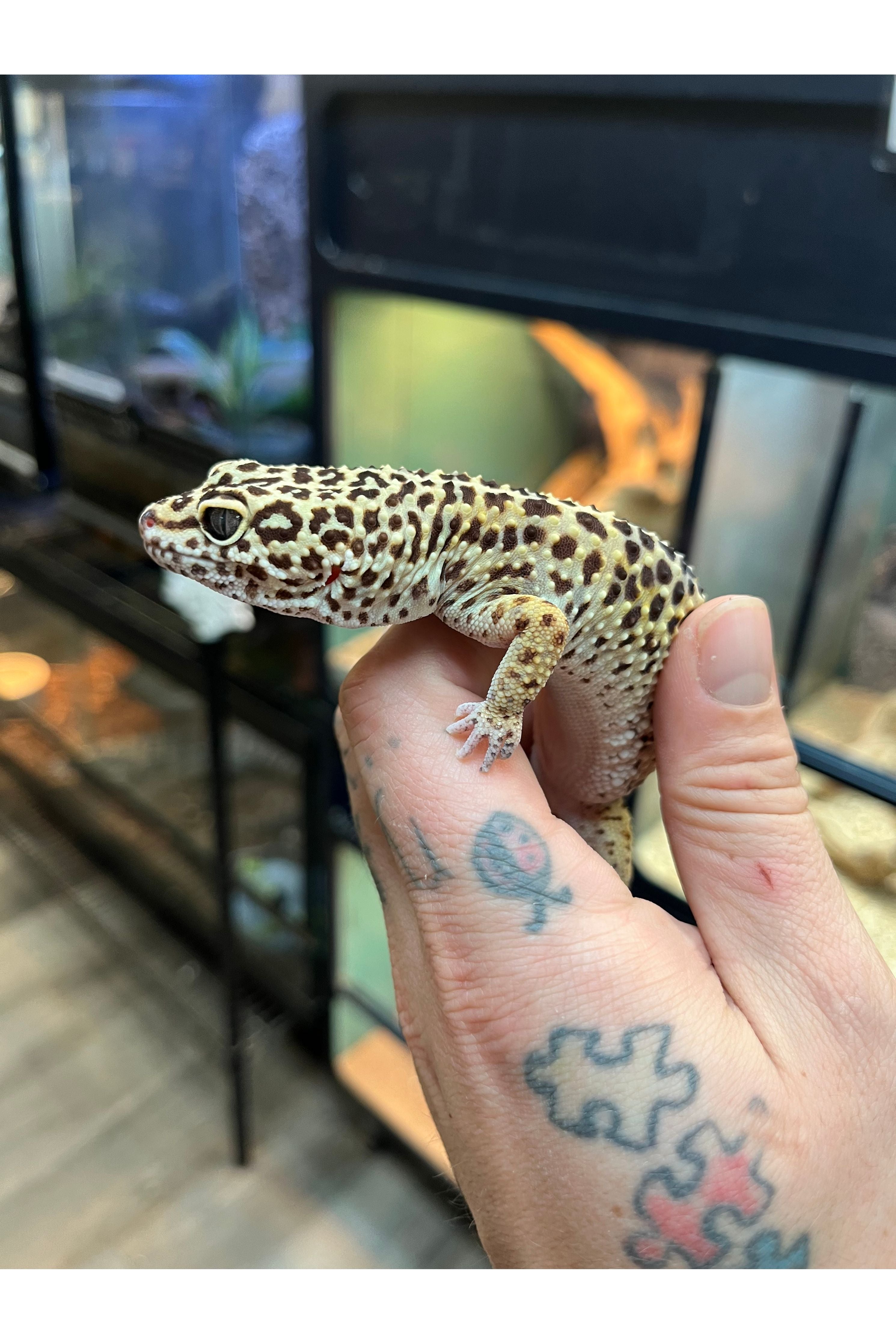 Leopard Gecko - Female - Adult – Ohio Pet Depot