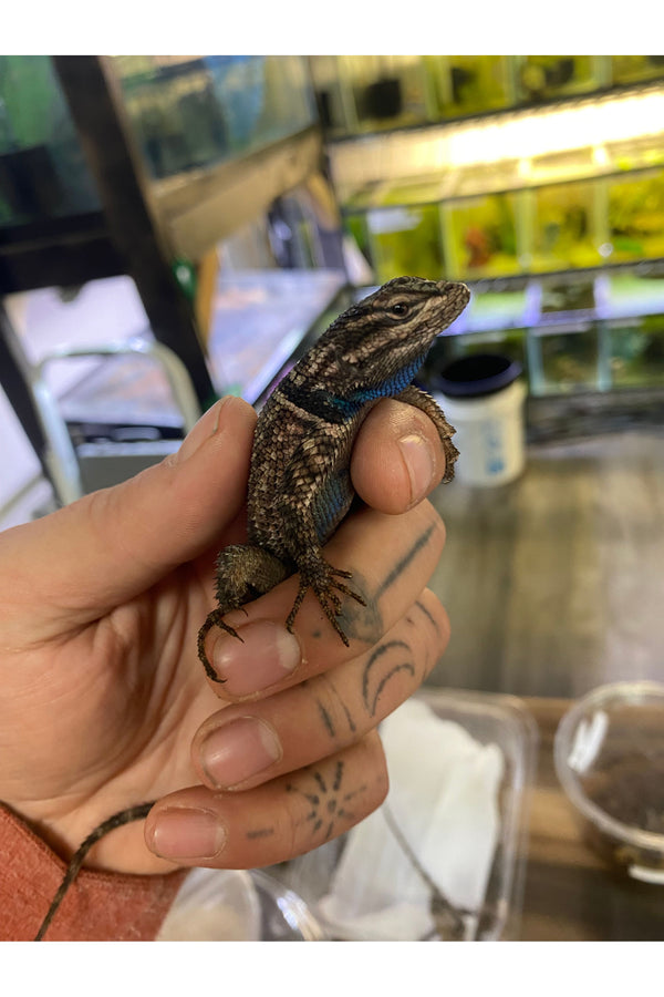 Texas Spiny Lizard – Ohio Pet Depot