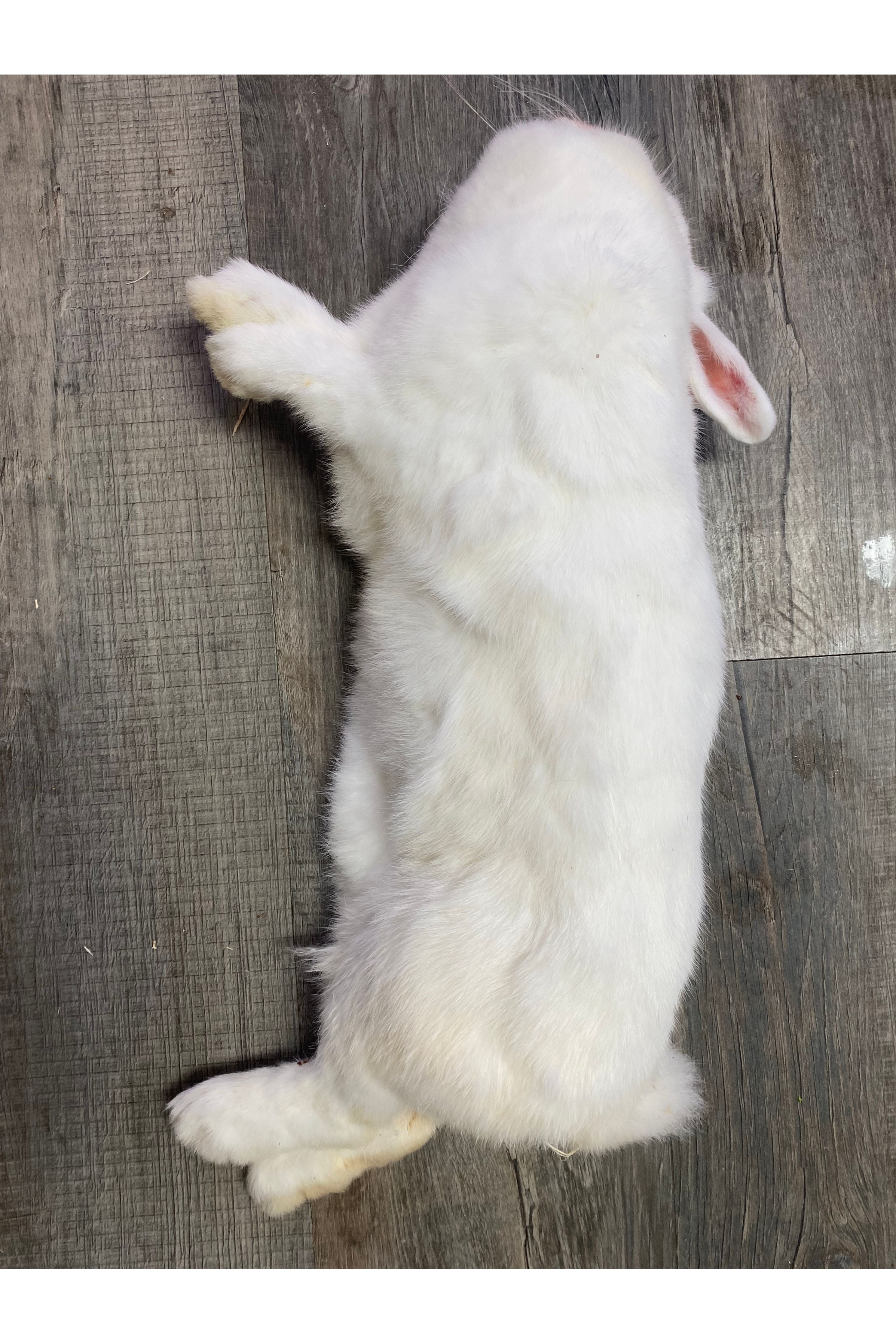 Frozen Rabbit – Ohio Pet Depot